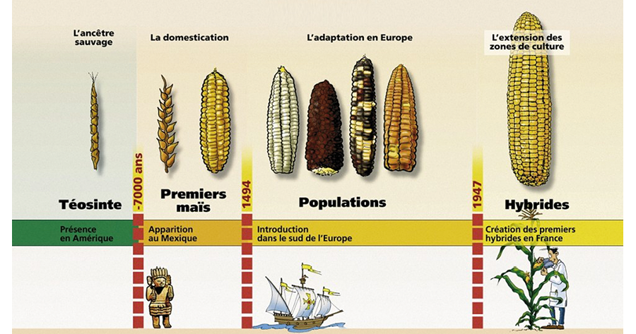 Les OGM : une catégorie juridique aux contours débattus - Afis Science ...