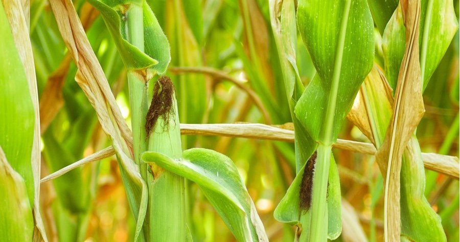 Food Evolution : la censure l’emporte contre le débat